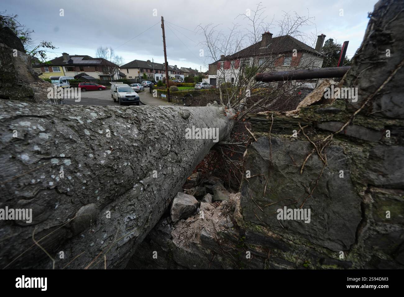 A fallen tree which crashed through the wall of Phoenix Park and on to ...