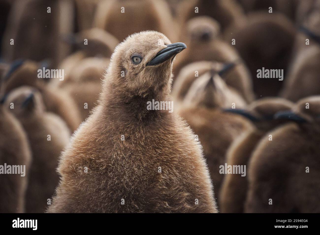 Baby King penguin chick at South Georgia Stock Photo - Alamy