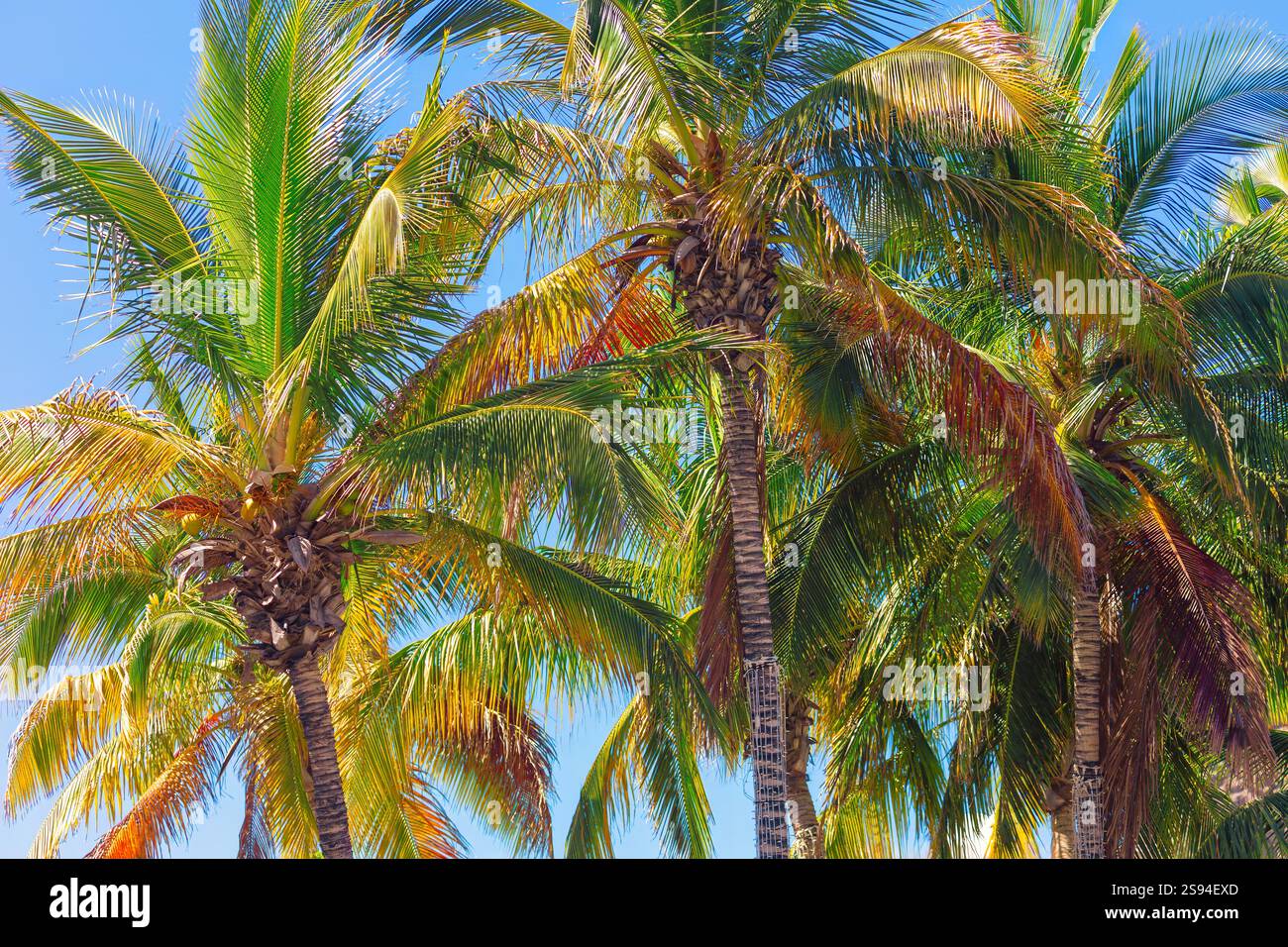 Tall palm trees with vibrant green leaves against a clear blue sky ...