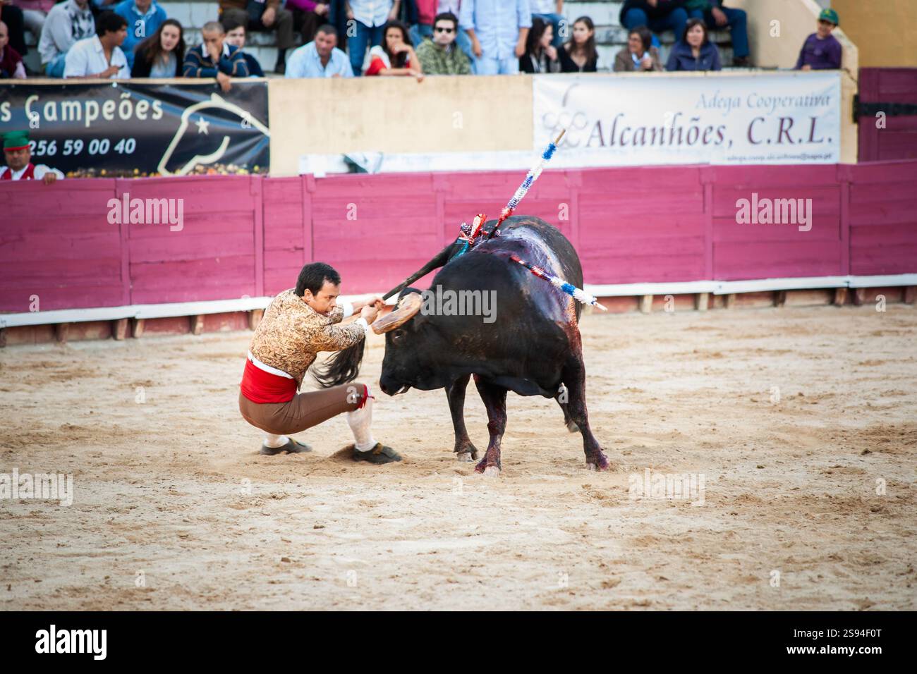 Forcado pulls the bull's tail to slow it down. Bullfighting in Portugal ...