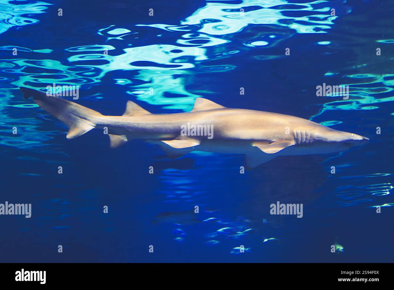 Shark swimming in the deep water showcasing its sleek body and fins ...