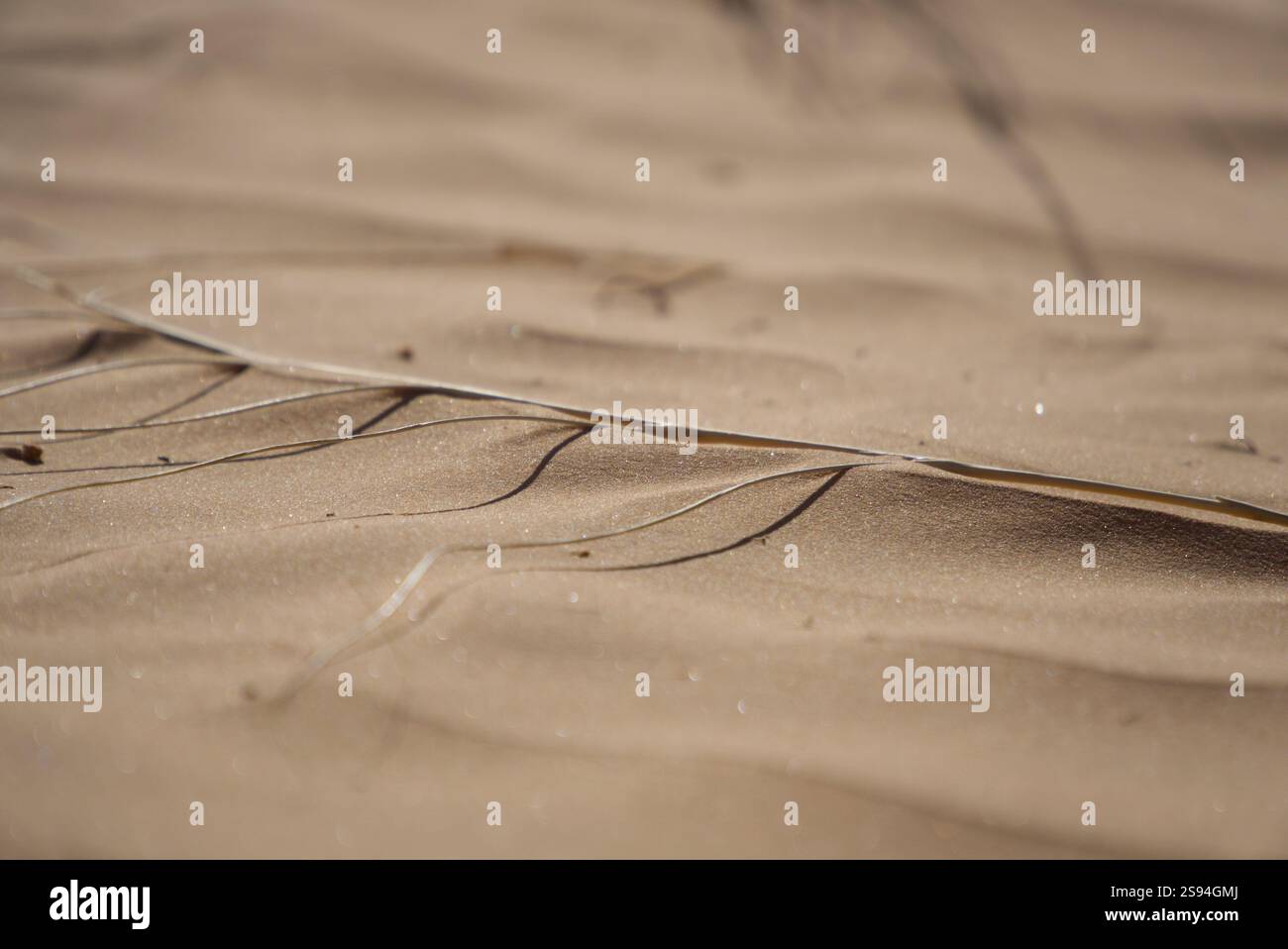 Dry blade of grass lying in graceful beauty on the desert sand Stock ...