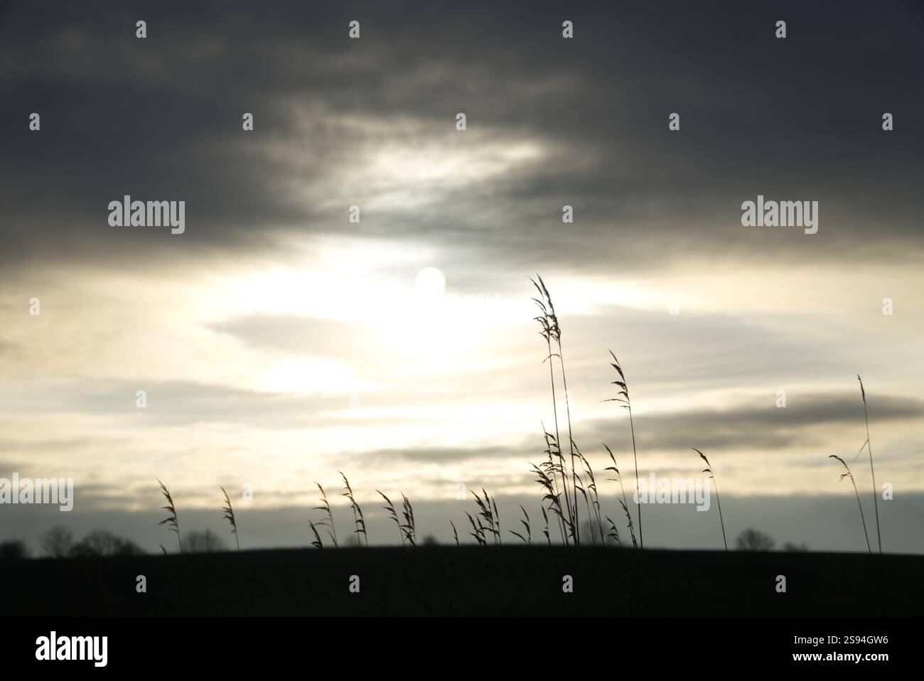 Blades of grass standing in the wind in front of the sun shining ...