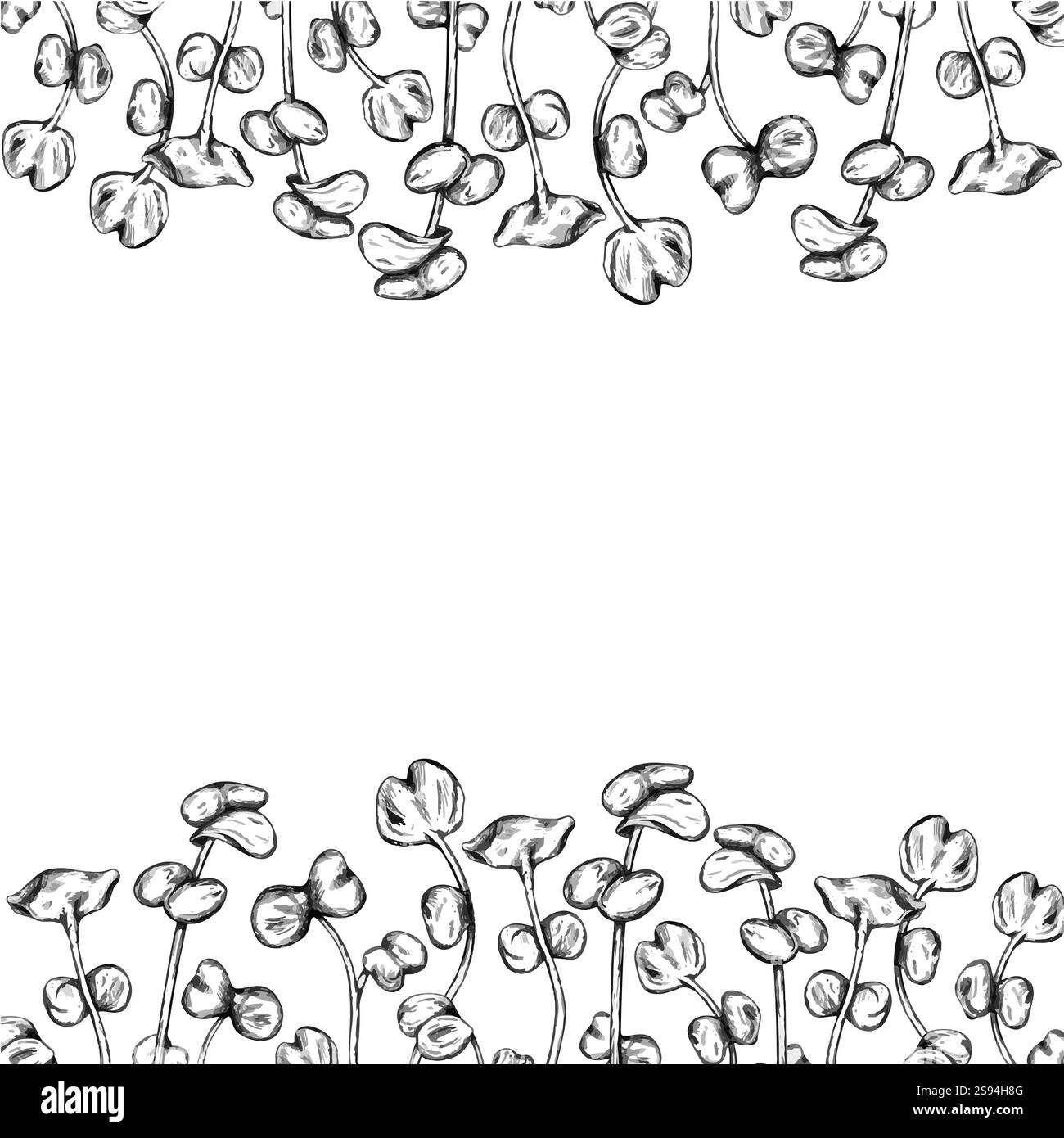 A vector border of farmers radish micro greens in black ink graphically ...