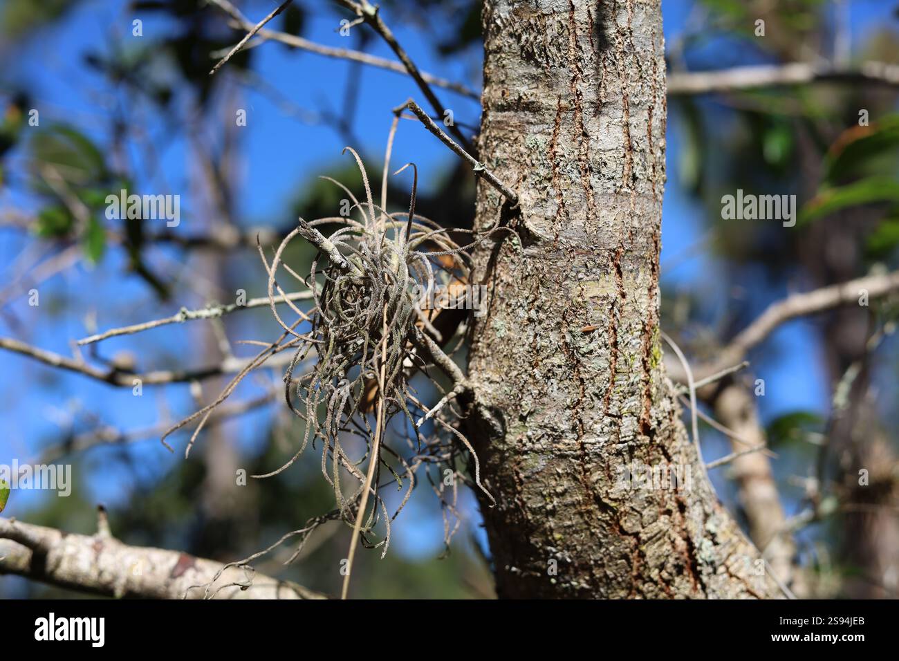 Growing epiphyte hi-res stock photography and images - Alamy