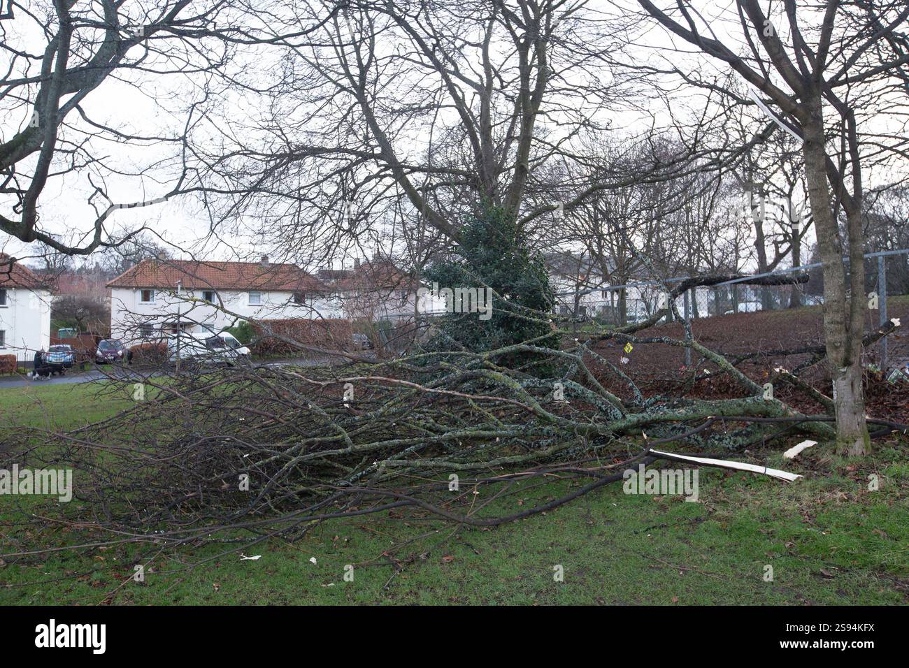 Edinburgh. UK. 24th January 2025. Storm Eowyn broken and fallen trees ...