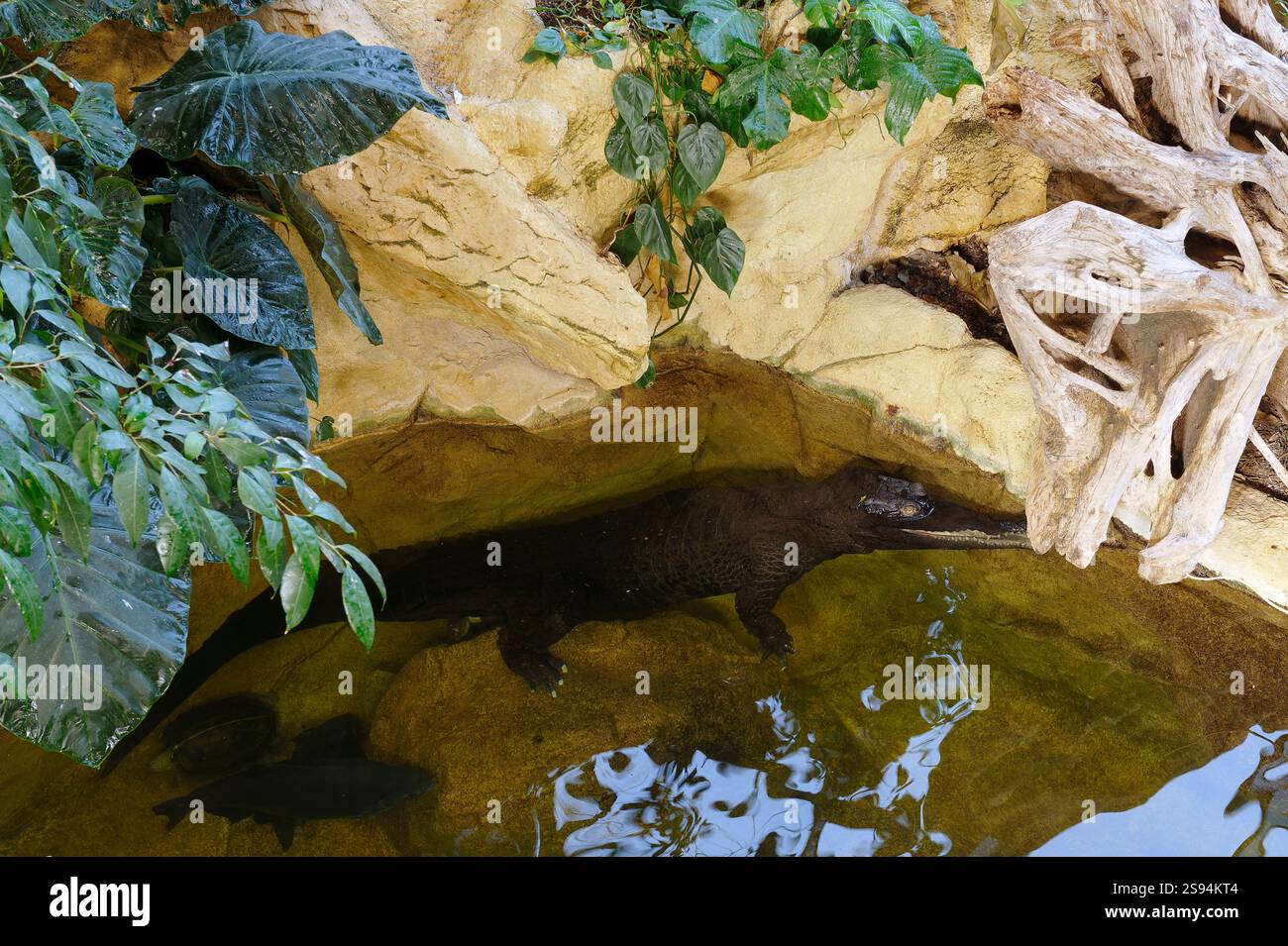 Crocodile vienna zoo hi-res stock photography and images - Alamy