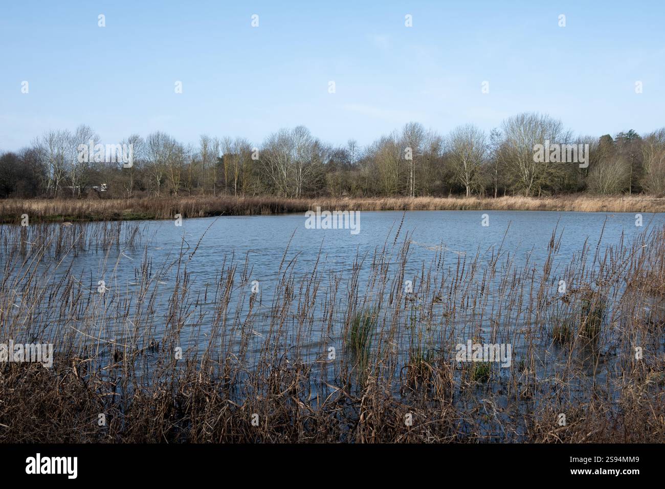 The Riverside Nature Reserve in winter, Stratford-upon-Avon ...