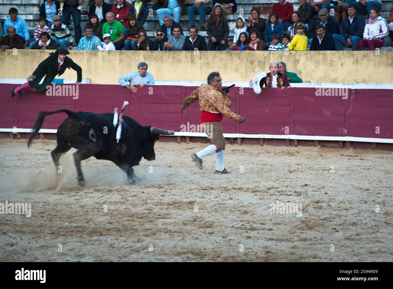 Bull chases a forcado. Bullfighting in Portugal involves a group of men ...