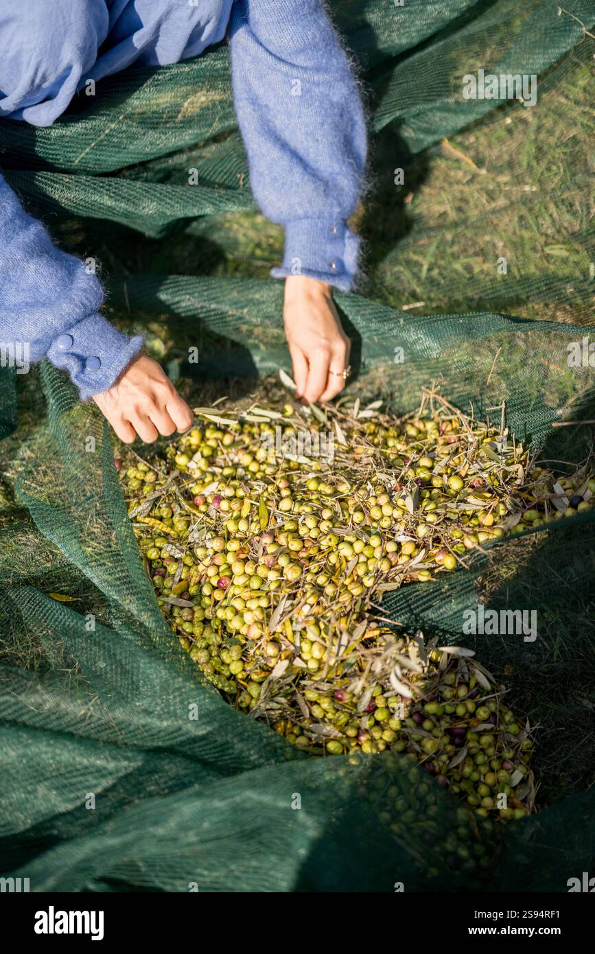 Hands sorting freshly picked olives on a green harvesting net. A ...