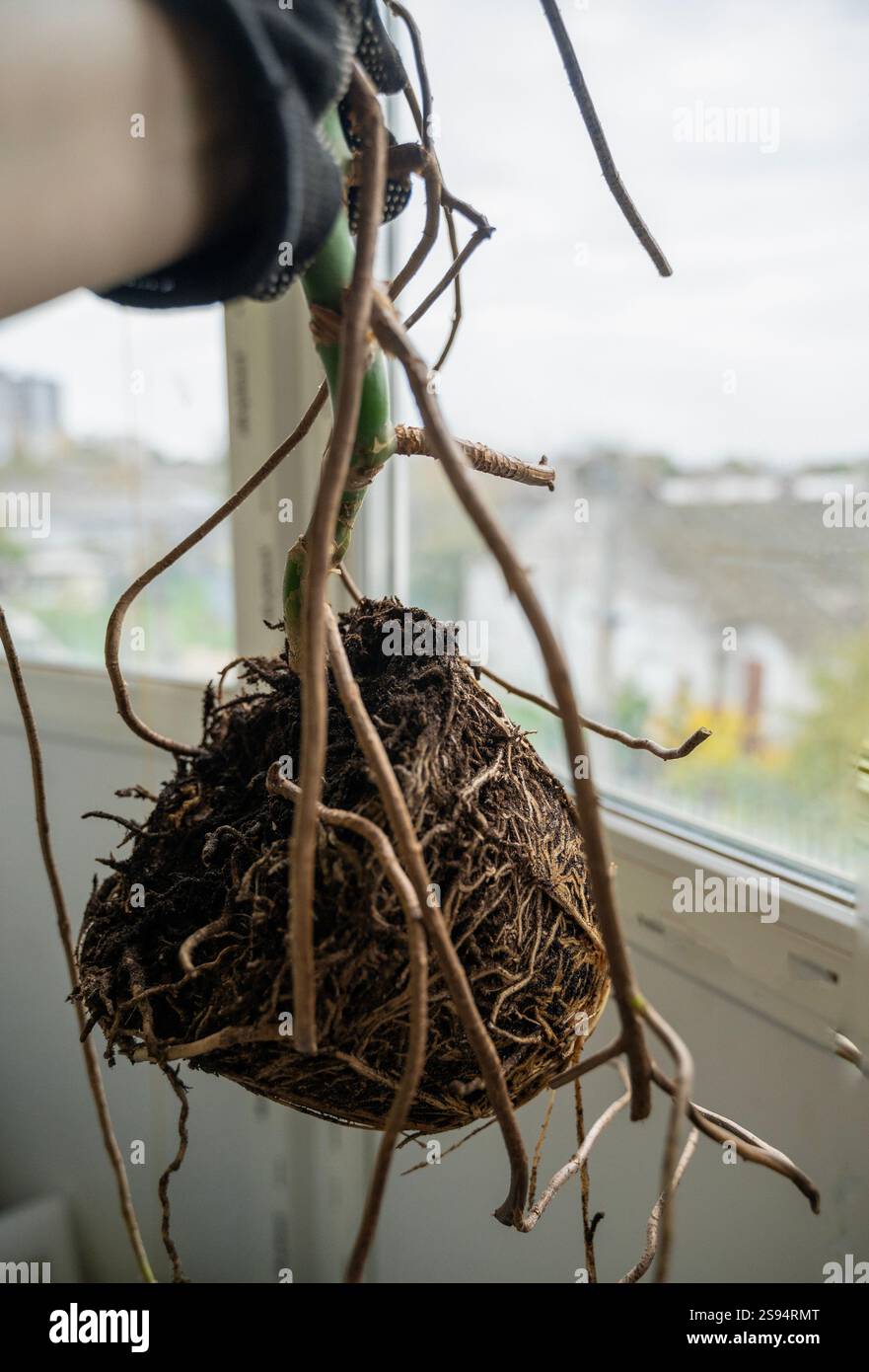 Monstera root hi-res stock photography and images - Alamy
