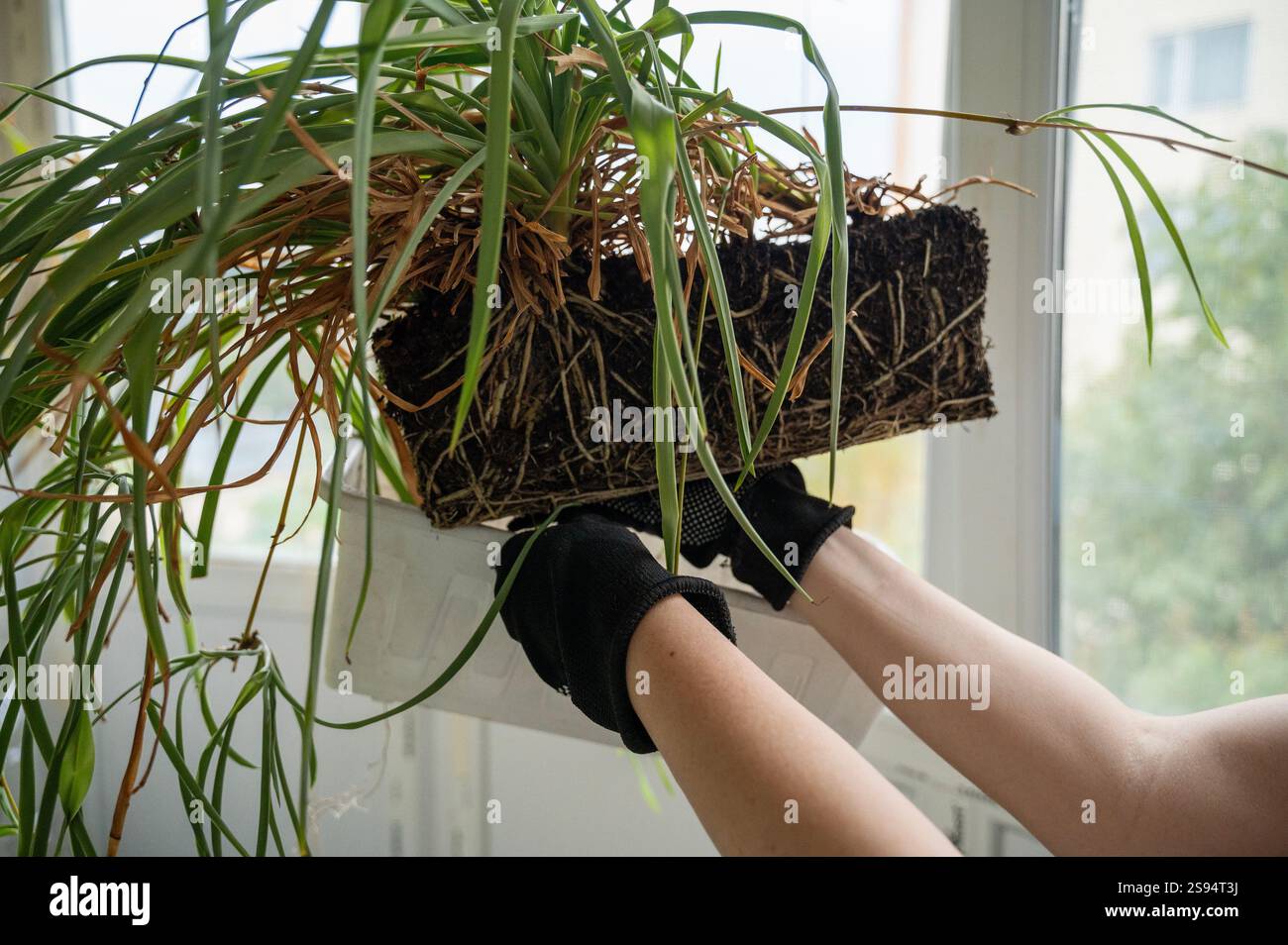 chlorophytum comosum its roots and leaves Stock Photo - Alamy