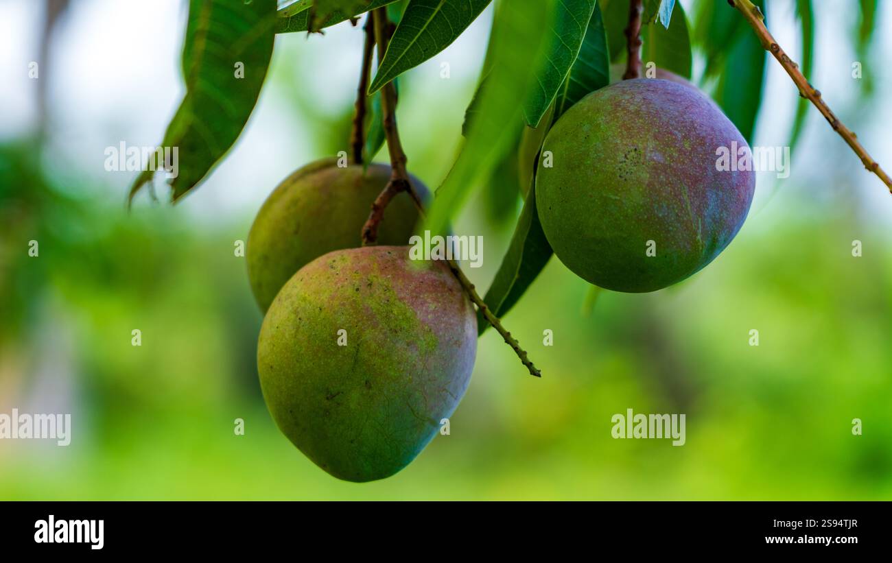 vilad mango fruit. fresh mango fruit in sri lanka Stock Photo - Alamy