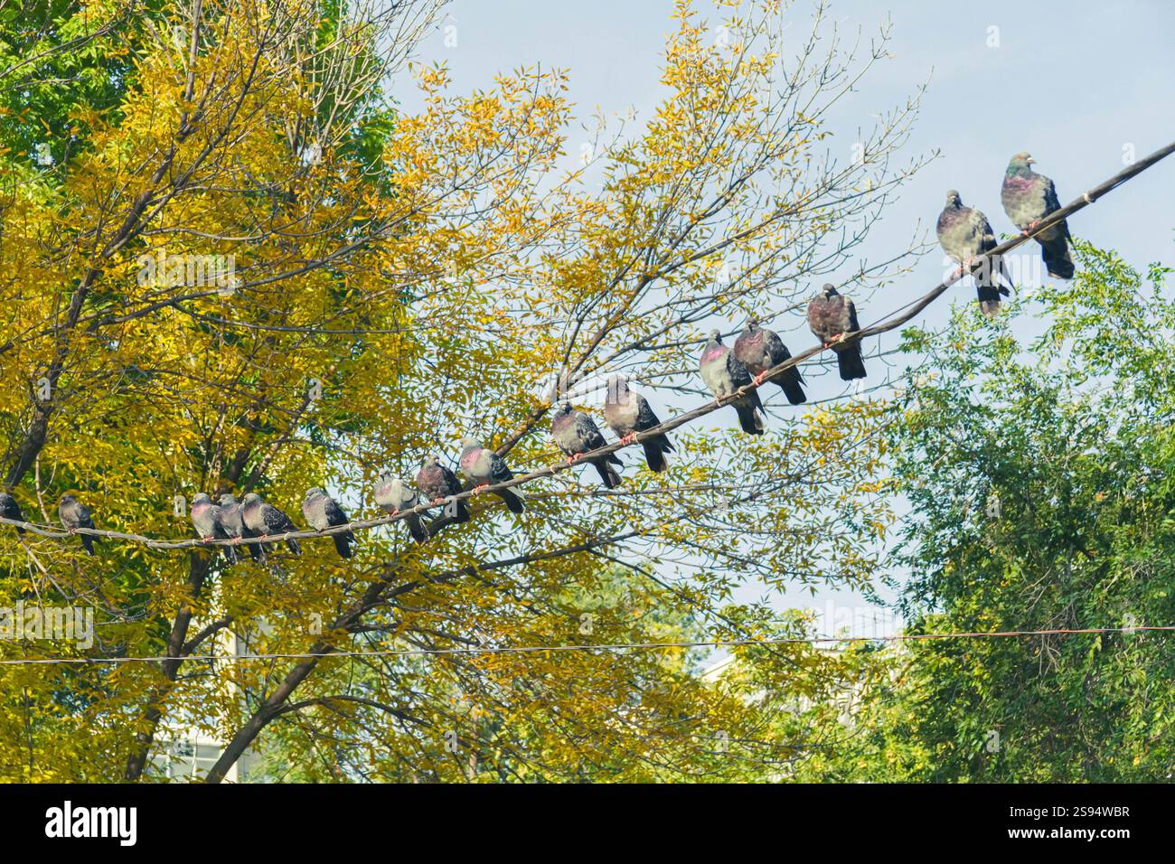 Bird sits on wire against blue sky. Pigeons in park Stock Photo - Alamy