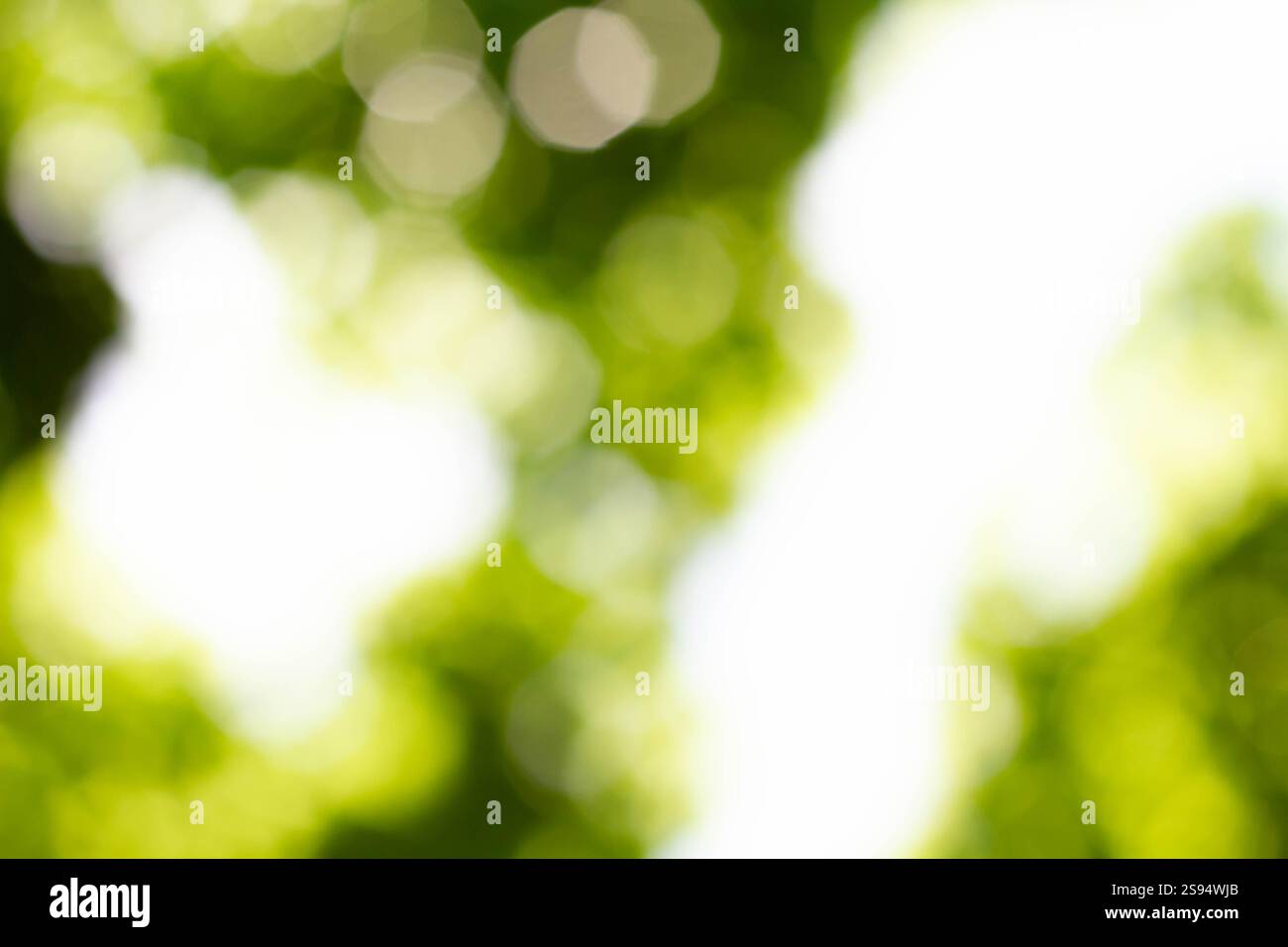 Abstract background. Background in blur out of focus. Texture in shades of green. Bokeh in the ...