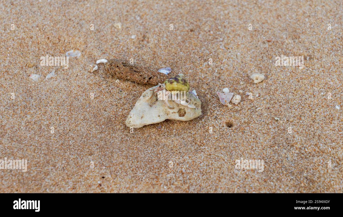 Doha, Qatar-January 18, 2025: A close-up of a hermit crab, moving along ...