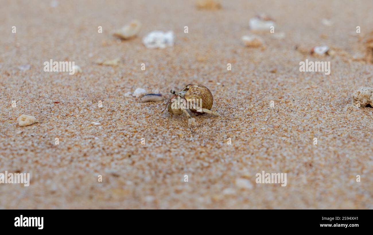 Doha, Qatar-January 18, 2025: A close-up of a hermit crab, moving along ...