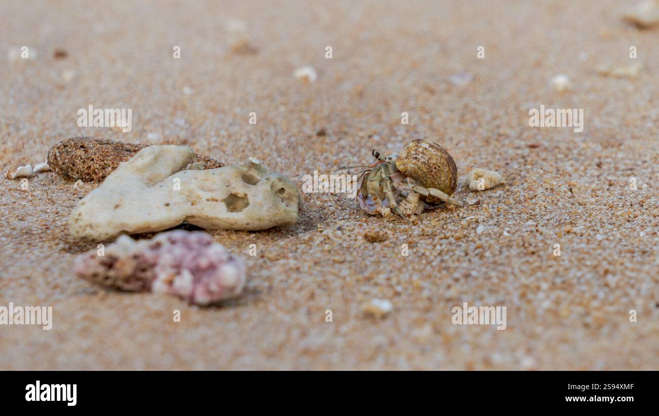 Doha, Qatar-January 18, 2025: A close-up of a hermit crab, moving along ...