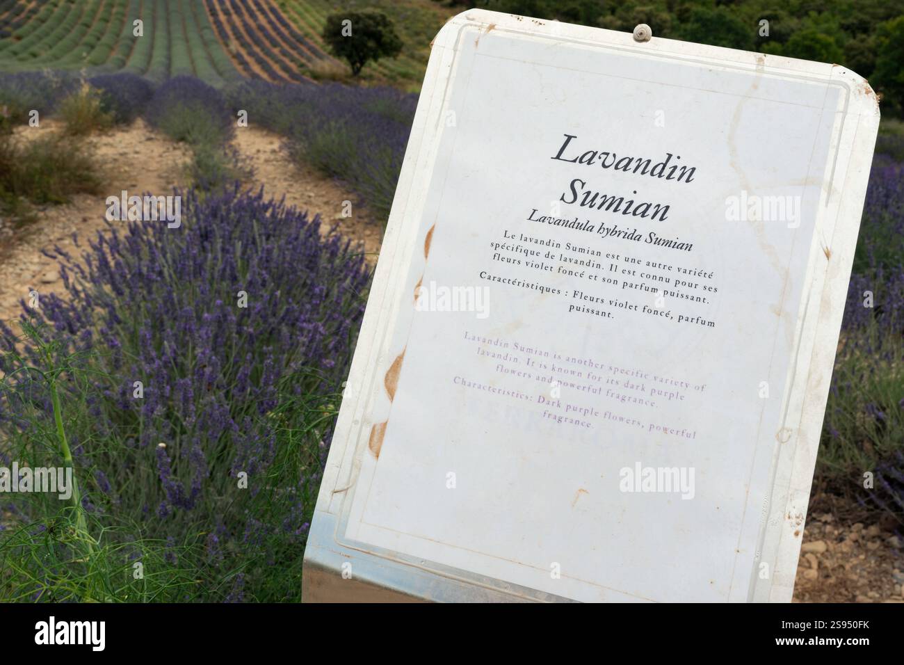 Lavender fields in bloom with a sign identifying the type of lavender ...