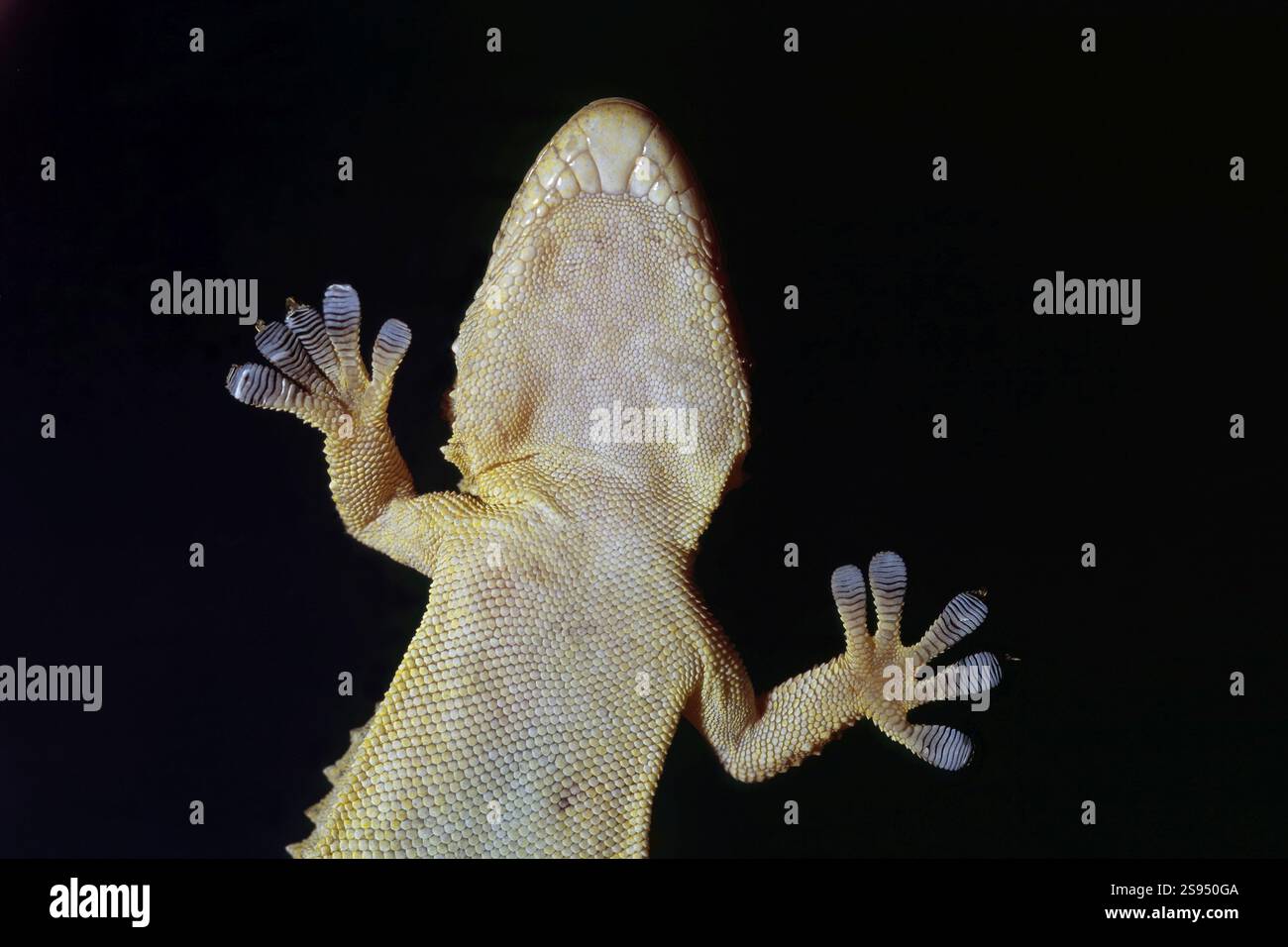 mediterranean house gecko, detail of the underside, head, scales, legs ...