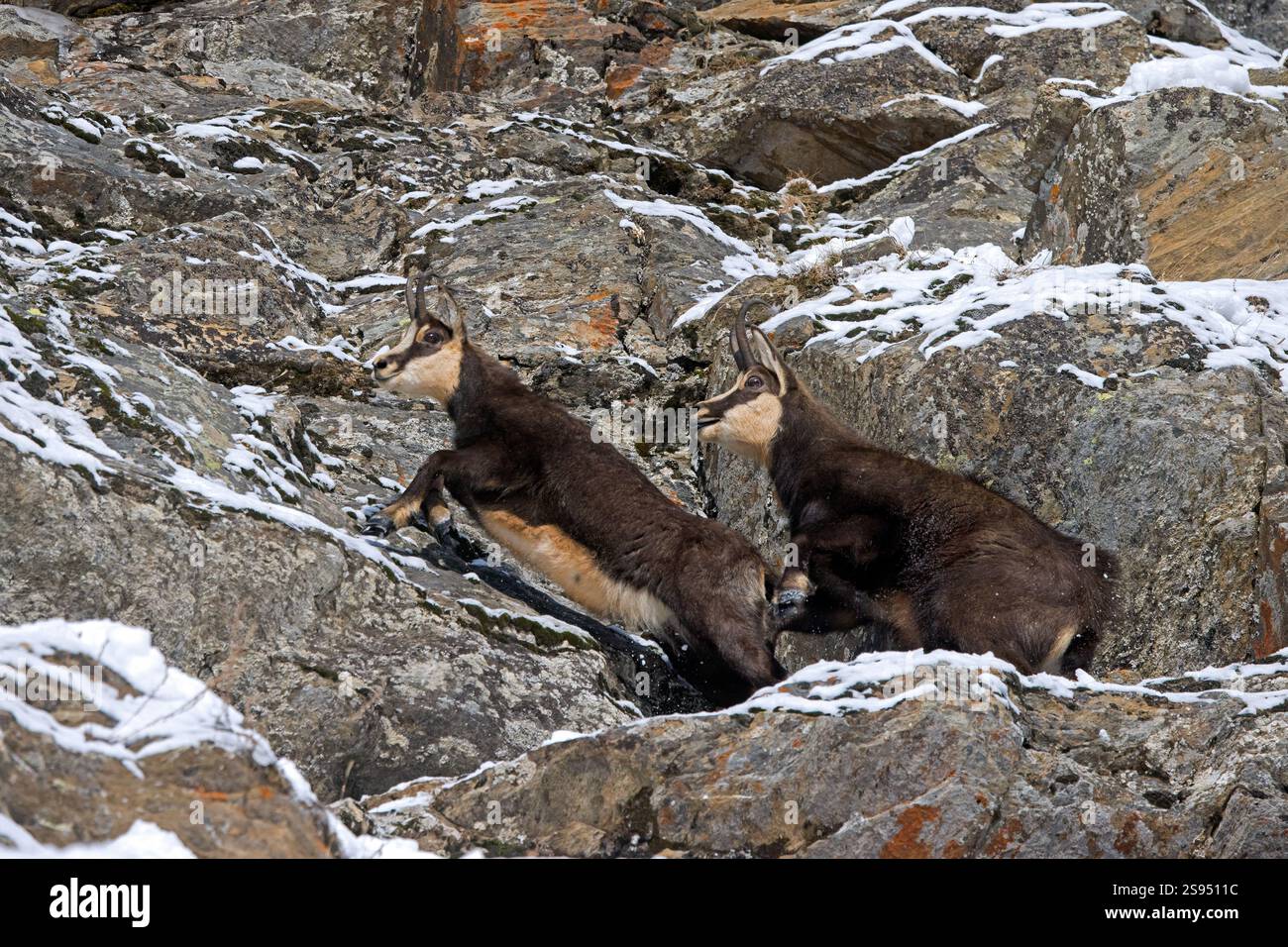 Alpine chamois (Rupicapra rupicapra) male / buck chasing competitor ...