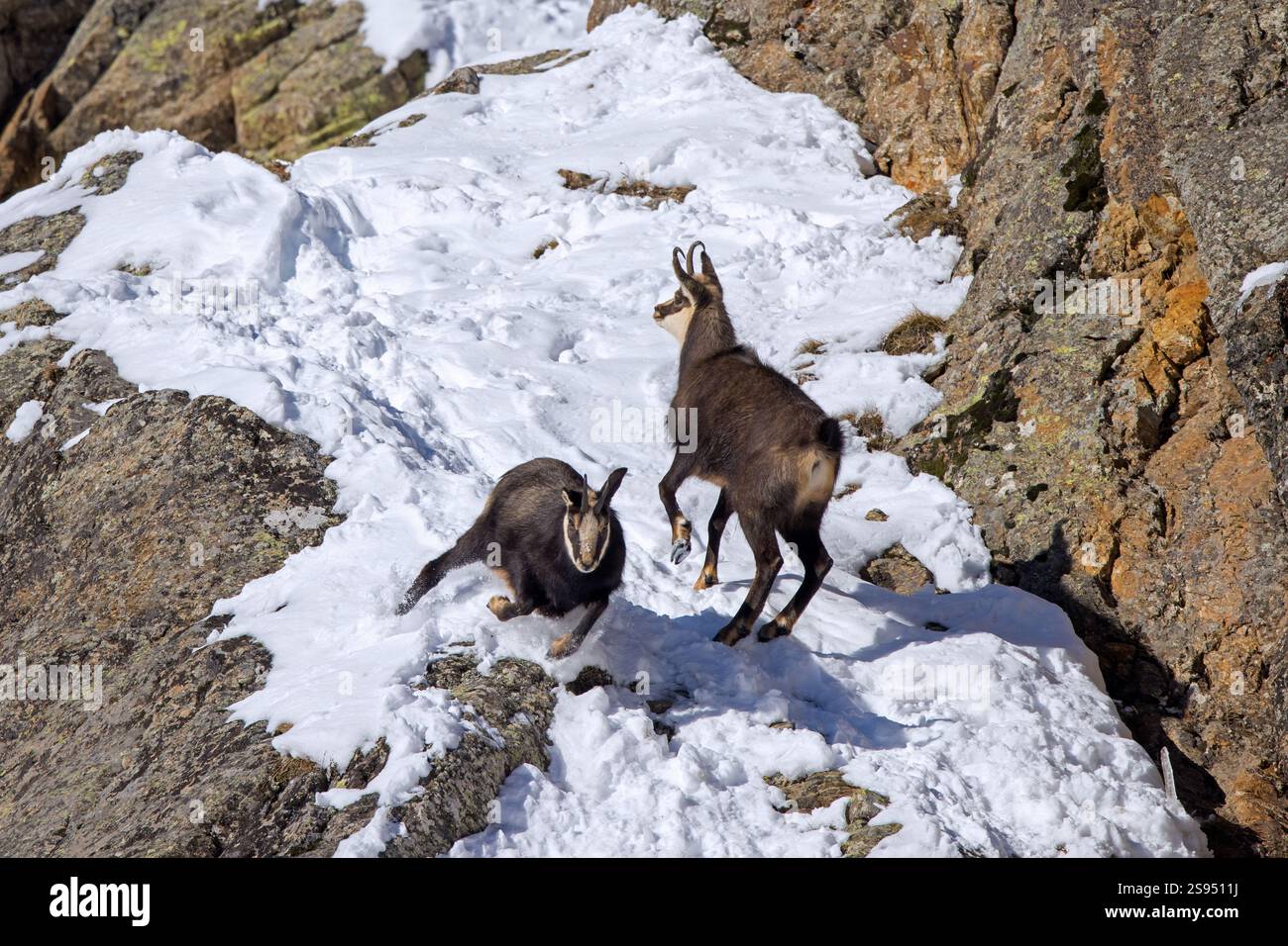 Two Alpine chamois (Rupicapra rupicapra) males / bucks in snow covered ...