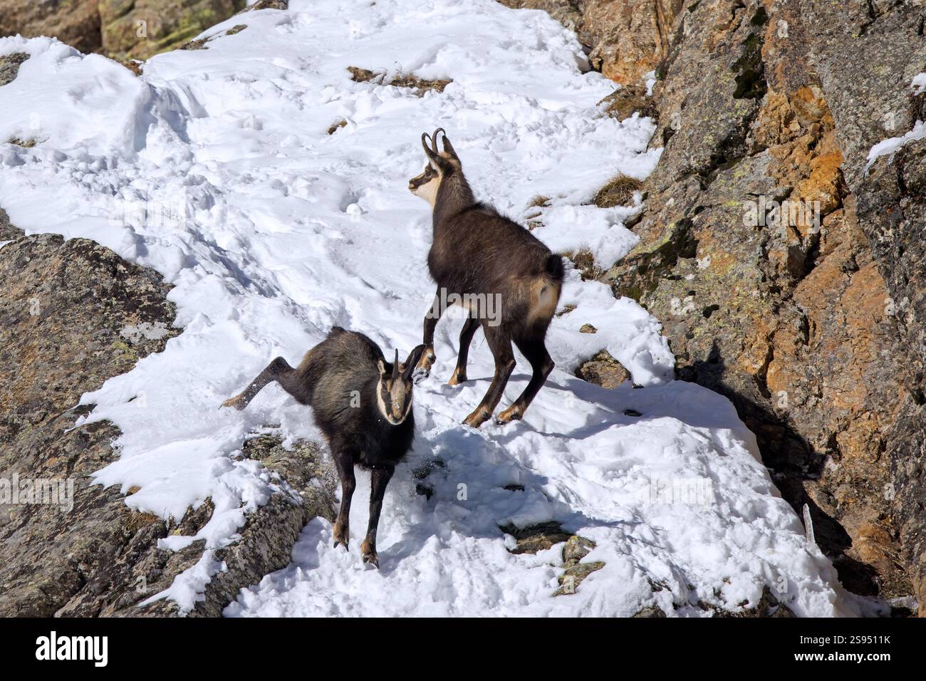 Two Alpine chamois (Rupicapra rupicapra) males / bucks in snow covered ...