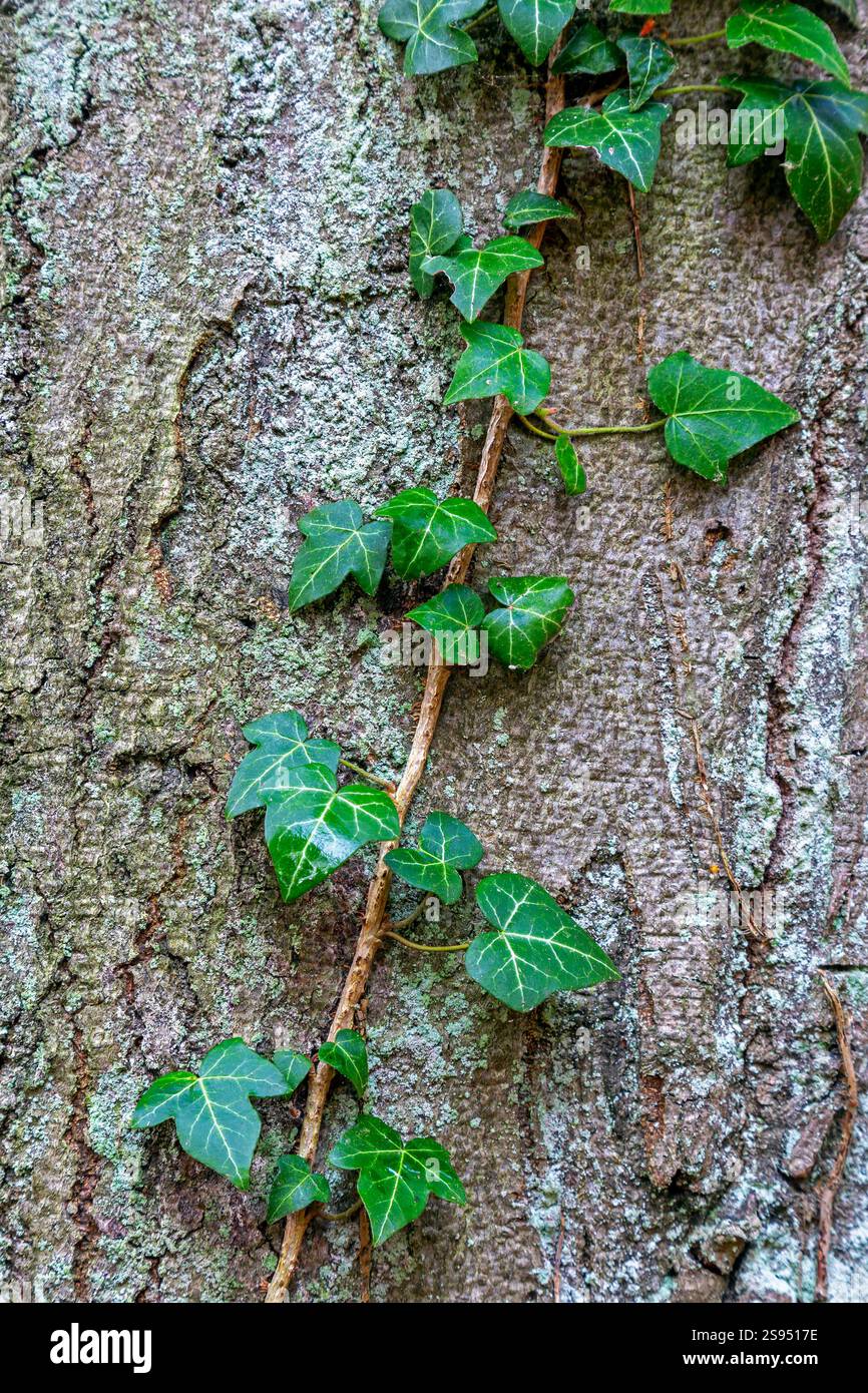Common ivy / European ivy (Hedera helix), evergreen vine clinging and ...