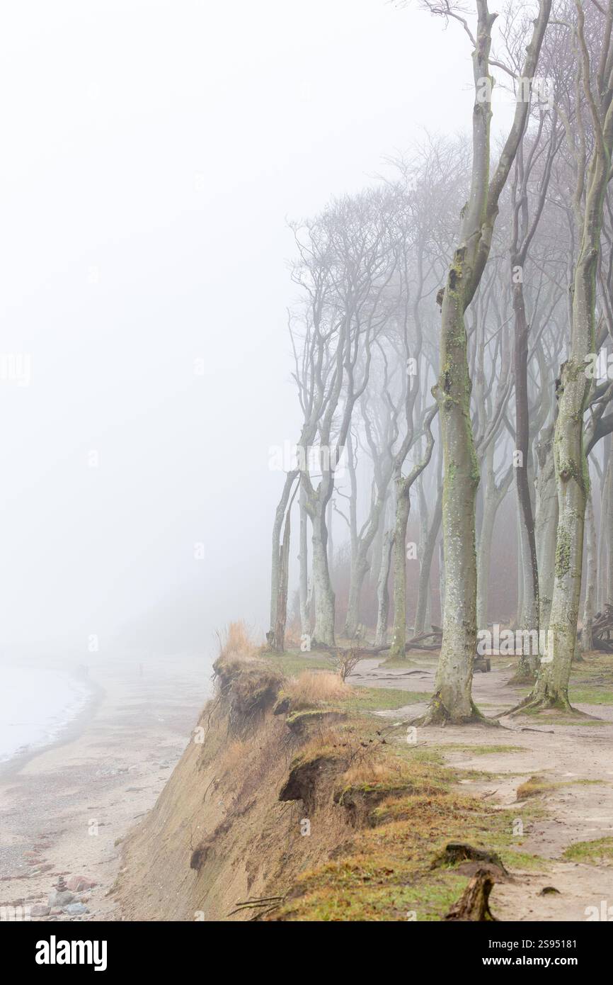 Beech trees in mist, shaped by strong winds, at Ghost Wood ...