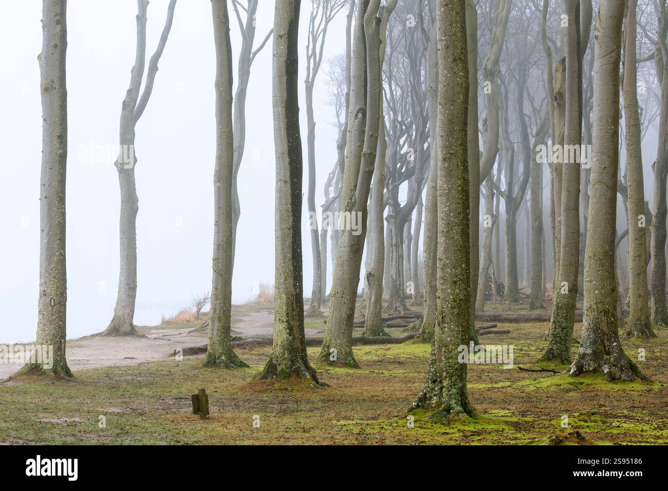 Beech trees in mist, shaped by strong winds, at Ghost Wood ...
