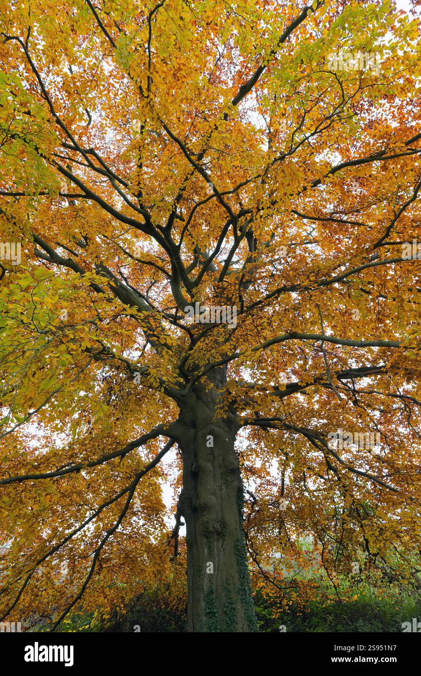 Detail of a common beech tree, Fagus Sylvatica in full autumn colours ...