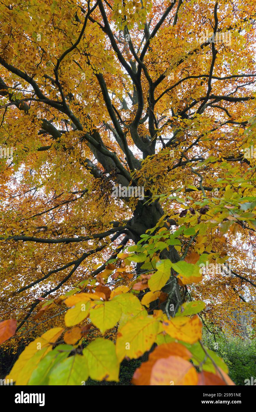 Detail of a common beech tree, Fagus Sylvatica in full autumn colours ...