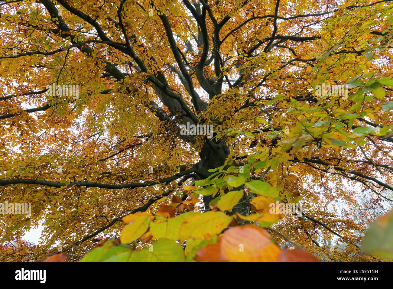 Detail of a common beech tree, Fagus Sylvatica in full autumn colours ...