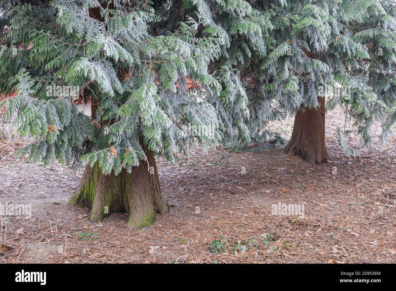 The lower part of the thuja trunks has branches covered with frost ...