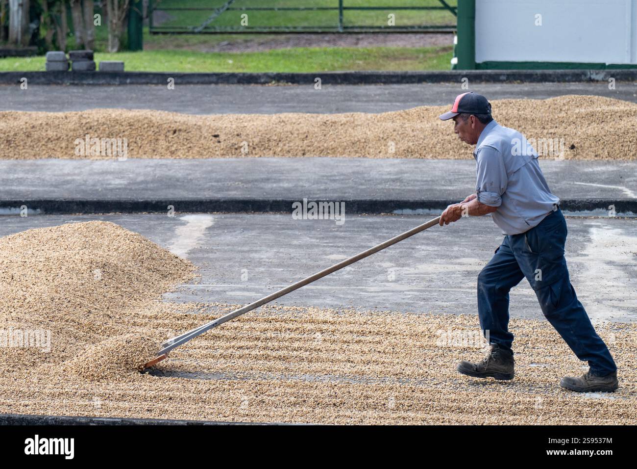 Costa Rica, Hacienda Doka coffee plantation. Raking coffee beans during ...