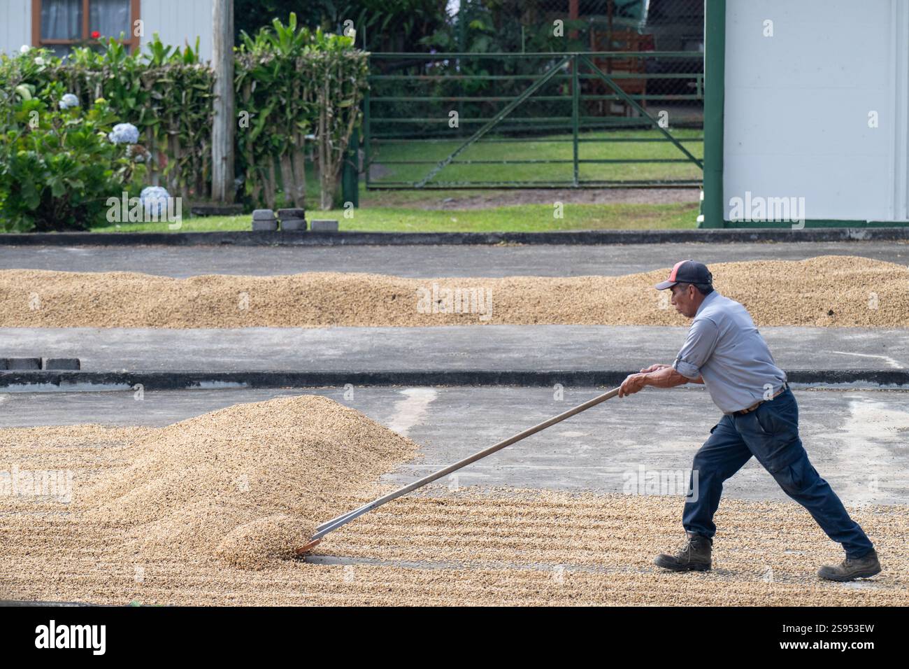 Costa Rica, Hacienda Doka coffee plantation. Raking coffee beans during ...