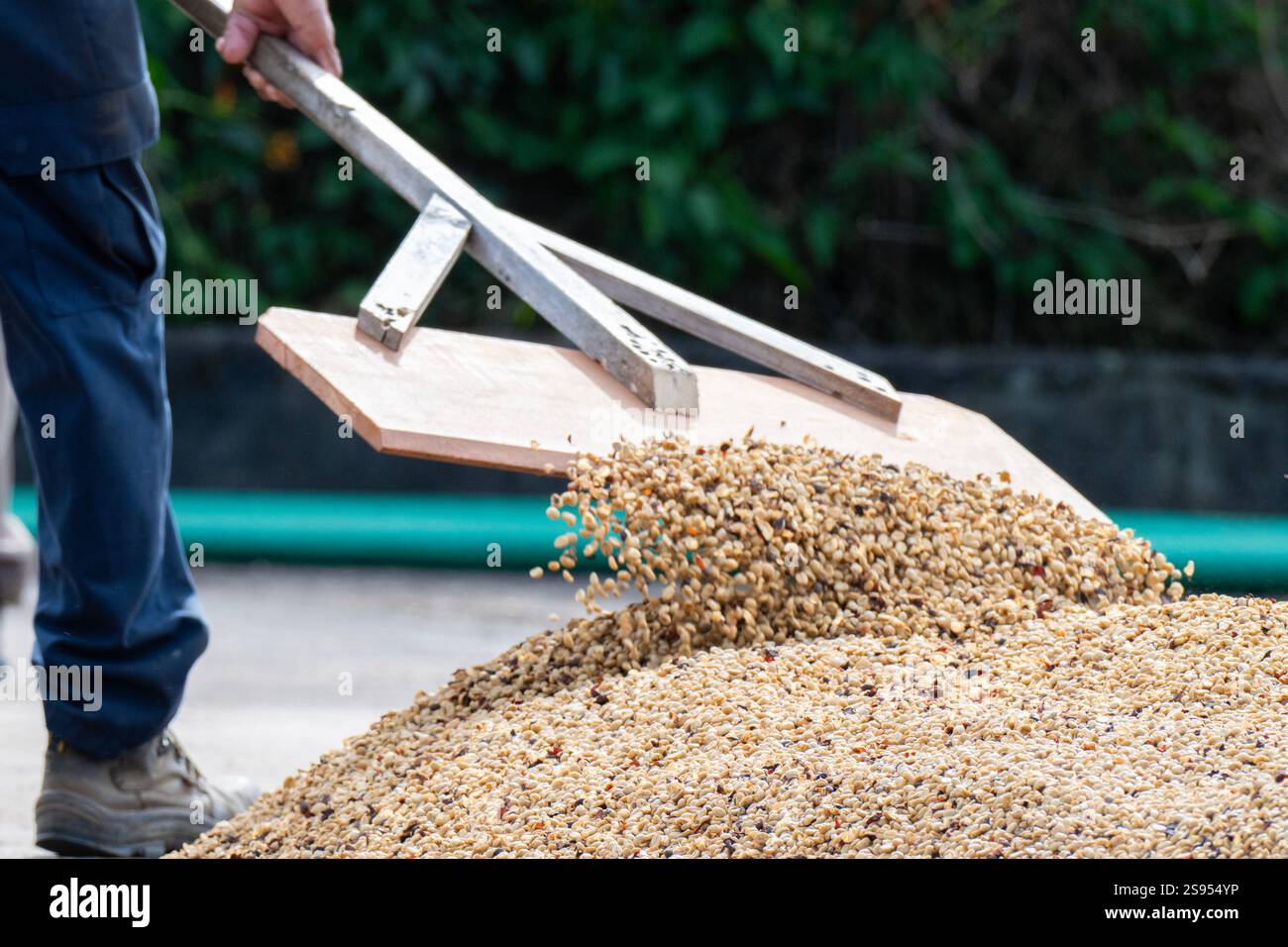 Costa Rica, Hacienda Doka coffee plantation. Raking coffee beans during ...
