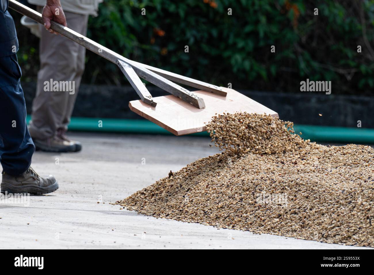 Costa Rica, Hacienda Doka coffee plantation. Raking coffee beans during ...