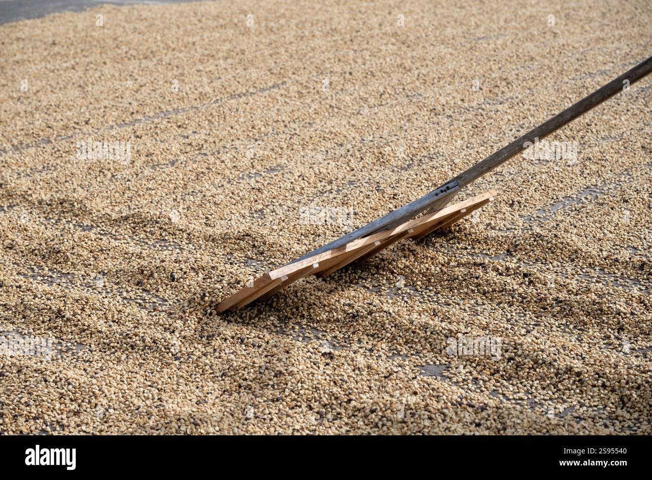 Costa Rica, Hacienda Doka coffee plantation. Raking coffee beans during ...