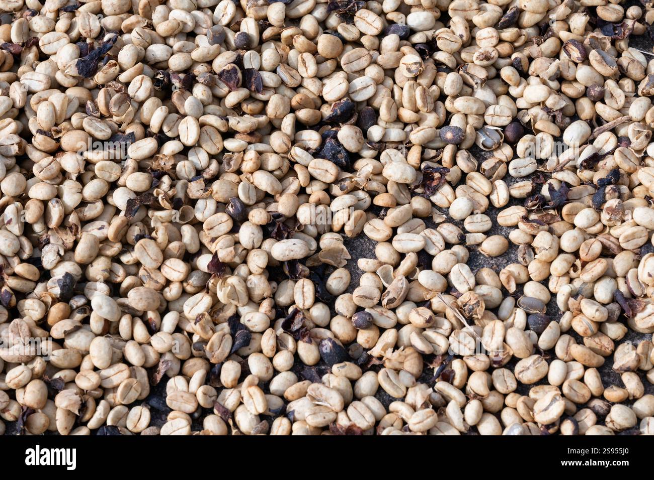 Costa Rica, Hacienda Doka coffee plantation. Air drying coffee beans ...
