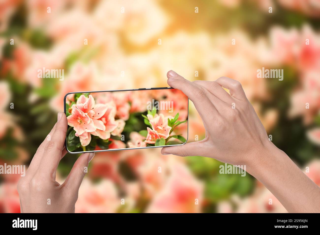 Plant identifier application. Woman taking photo of flowers outdoors ...
