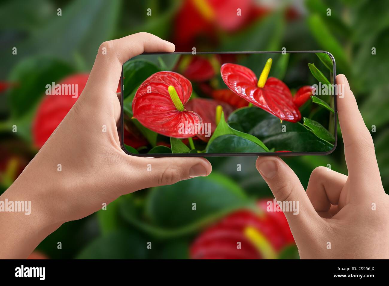 Plant identifier application. Woman taking photo of flowers outdoors ...