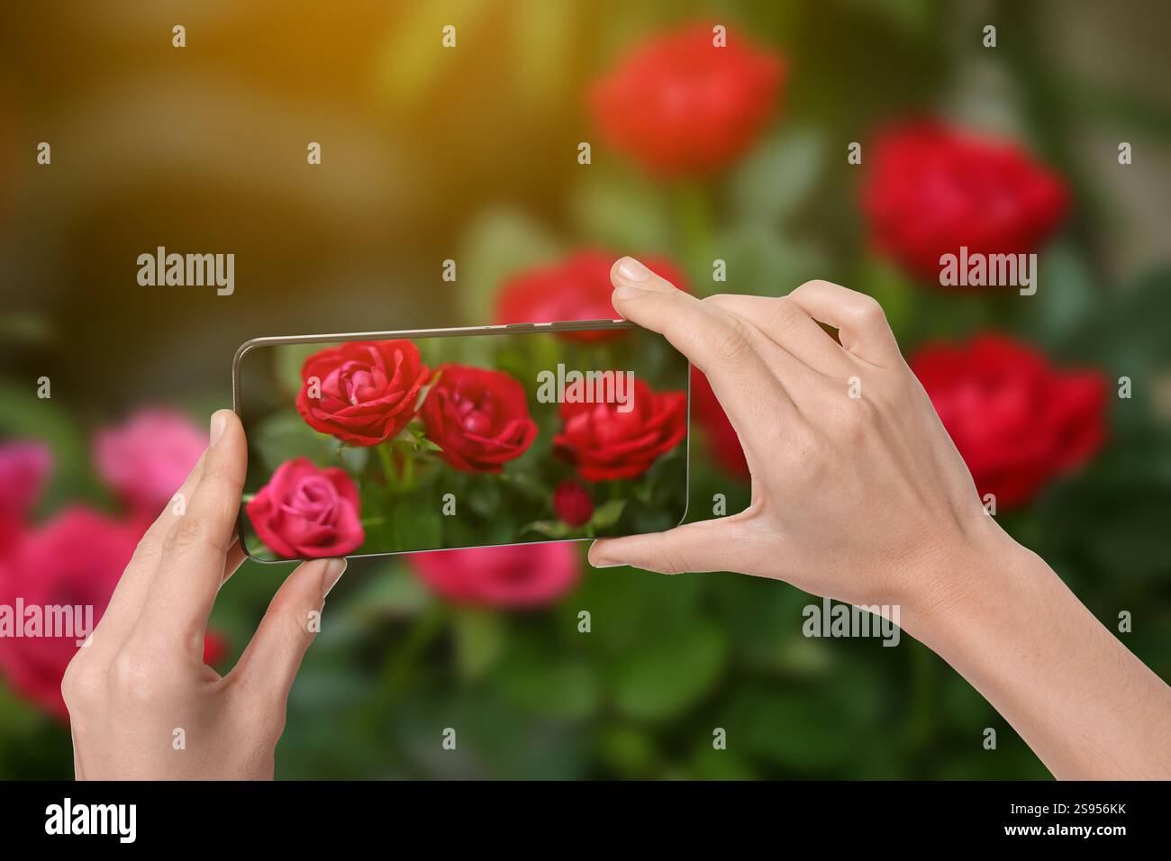 Plant identifier application. Woman taking photo of flowers outdoors ...