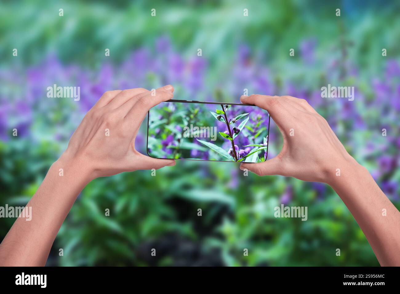 Plant identifier application. Woman taking photo of flowers outdoors ...