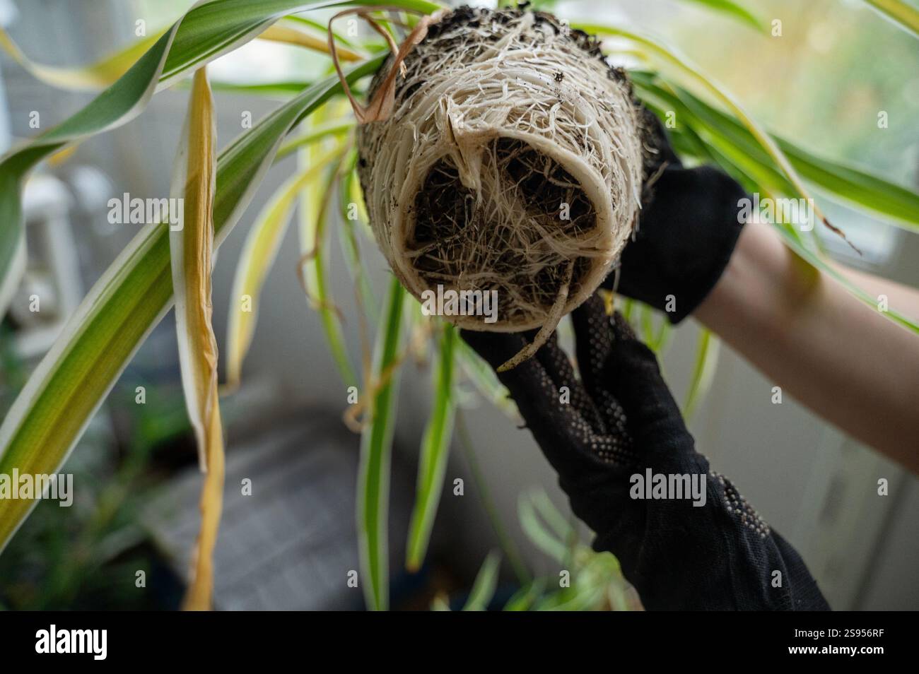 chlorophytum comosum its root system close-up Stock Photo - Alamy