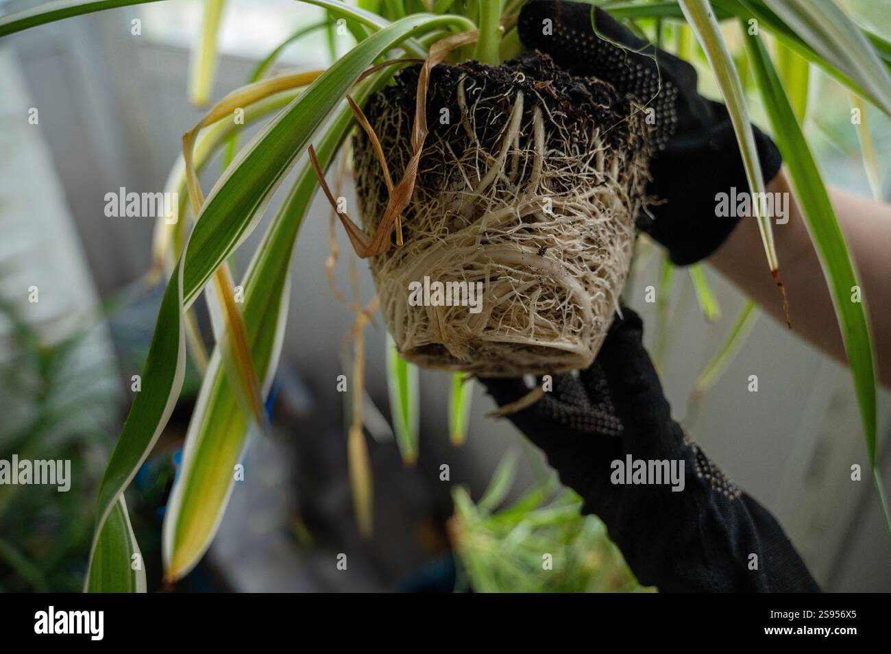 chlorophytum comosum its root system close-up Stock Photo - Alamy