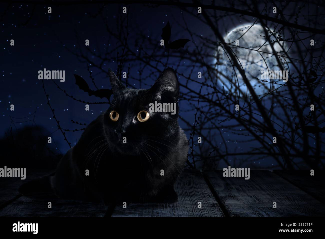 Bats under full moon hi-res stock photography and images - Alamy