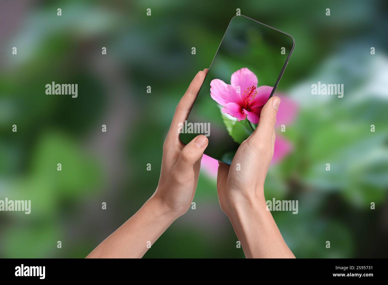 Plant identifier application. Woman taking photo of flower outdoors ...
