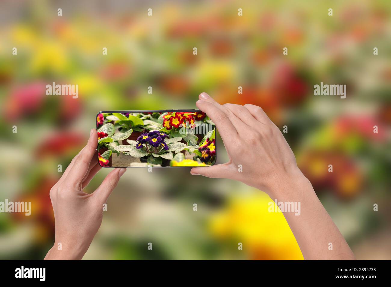 Plant identifier application. Woman taking photo of flowers outdoors ...