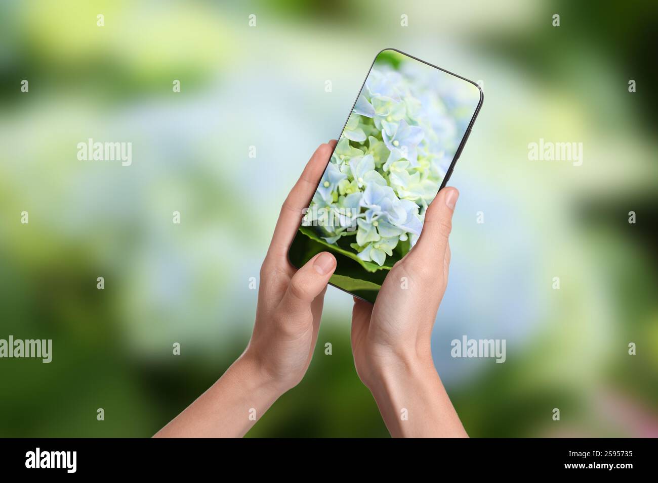 Plant identifier application. Woman taking photo of flowers outdoors ...